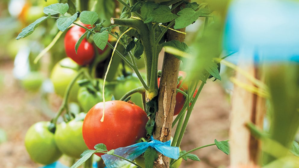 Nacionālais auglis — tomāts — Santa