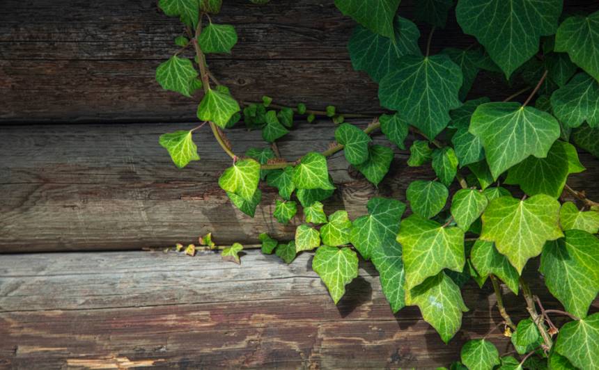 Ložņājošā daiļava — efeja — Santa