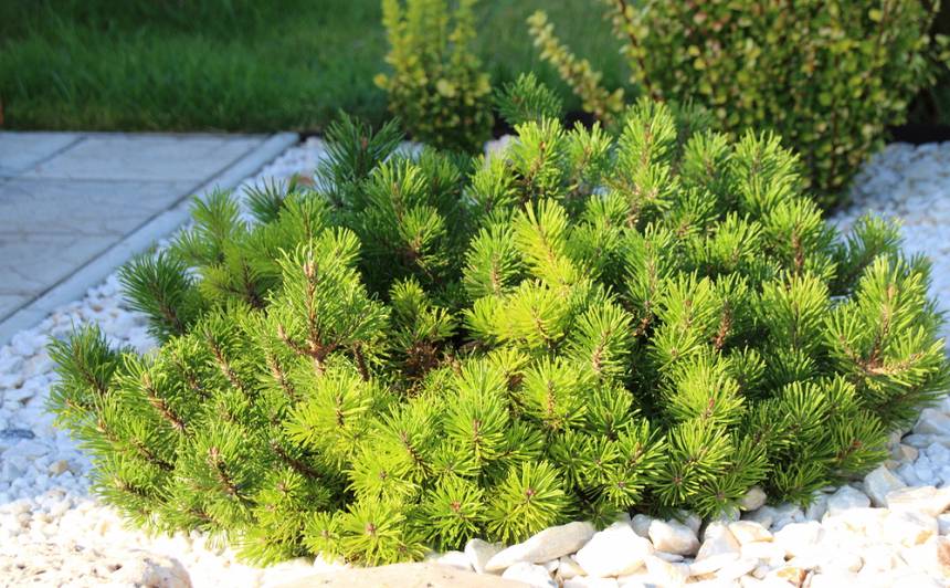 Kalnu priede — sīksta un dārzos populāra — Santa