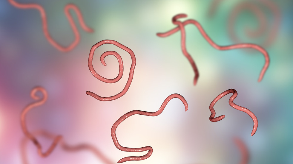 Ģimenes slimība – spalīši — Santa