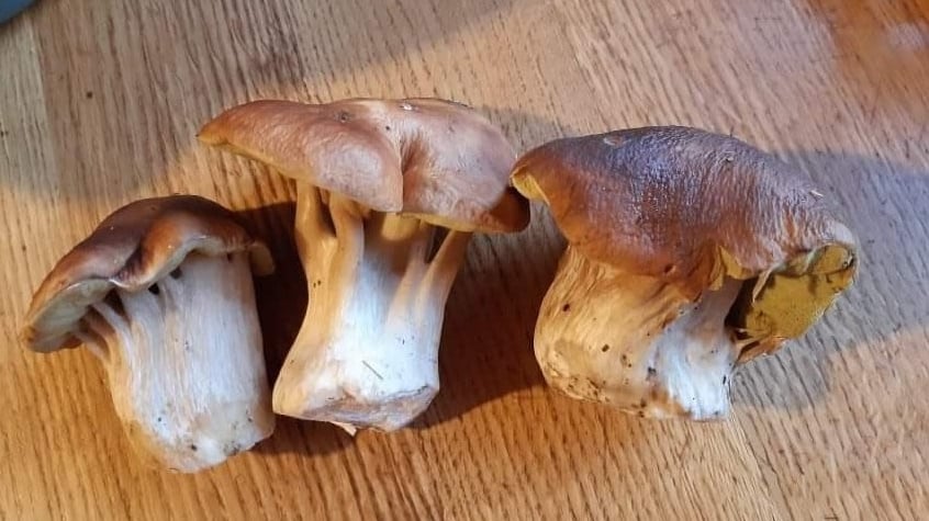 FOTO: Lietuvā atrastas neredzētas formas baravikas — Santa