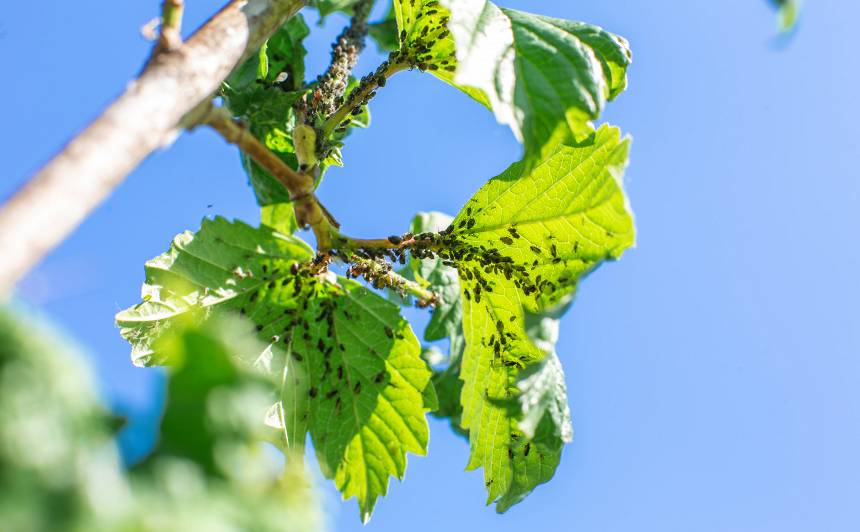 Uzmanību – mostas laputis! — Santa