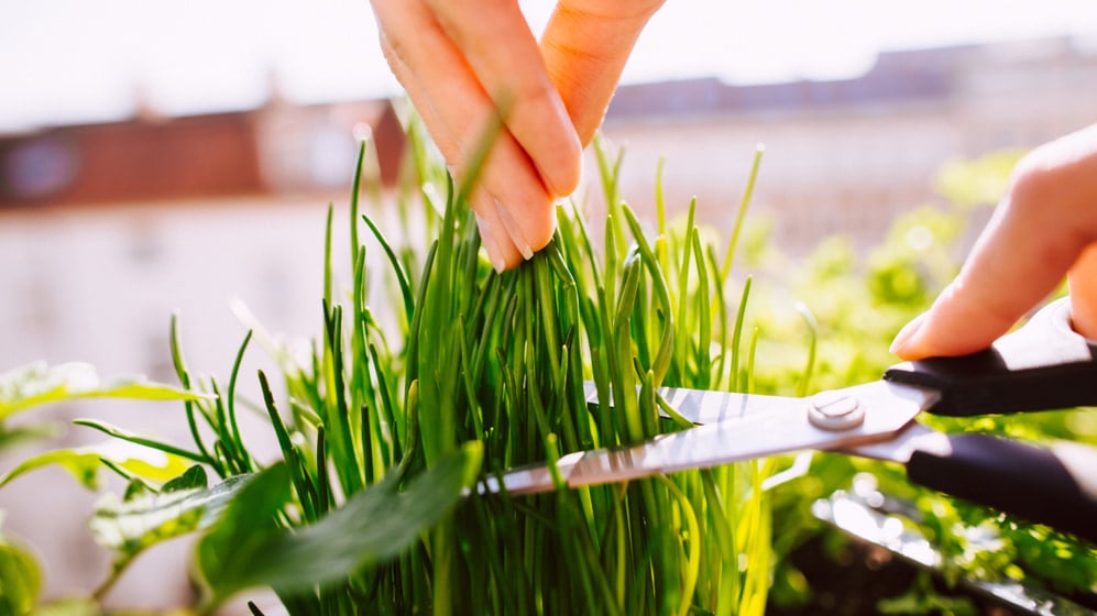 Maurloki tavā garšaugu dārziņā — Santa