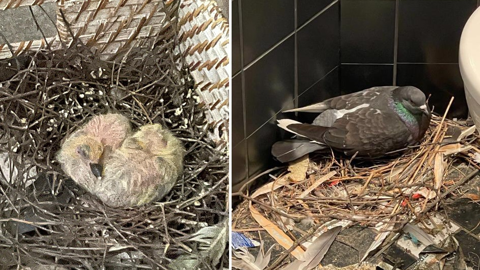 Linda Mūrniece izmitina baložus viesnīcā: Tā ir laba zīme – baloži ir ...