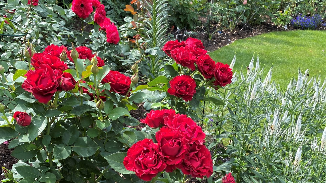 FOTO: Liktenīgā sarkanā roze – skaistākās šķirnes iesaka kolekcionāre ...