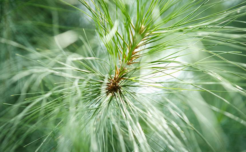 Skujas – veselībai un imunitātei — Santa