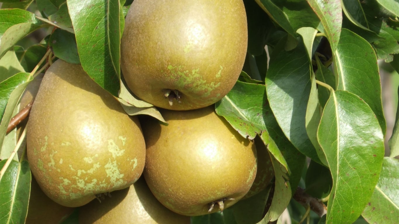 Kuras ziemas bumbieru šķirnes stādīt? Iesaka lielākais bumbieru ...