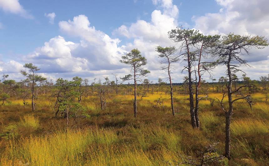 Atklāj purvu noslēpumus! — Santa