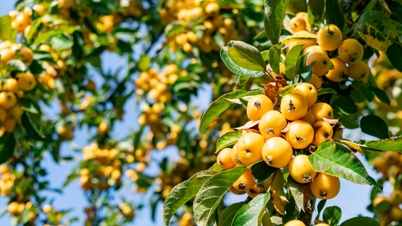 Paradīzes ābeles skaistā kleita – labākās dekoratīvās šķirnes — Santa