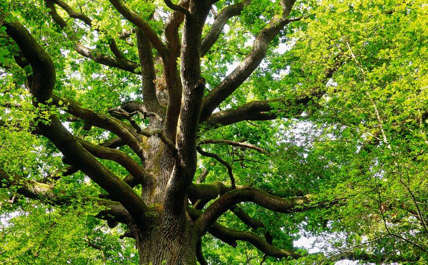 Koku karalis – ozols — Santa