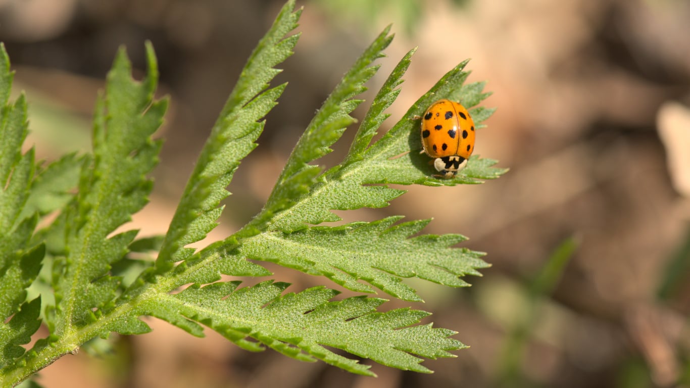 Noskaidrots 2023. gada kukainis — Santa