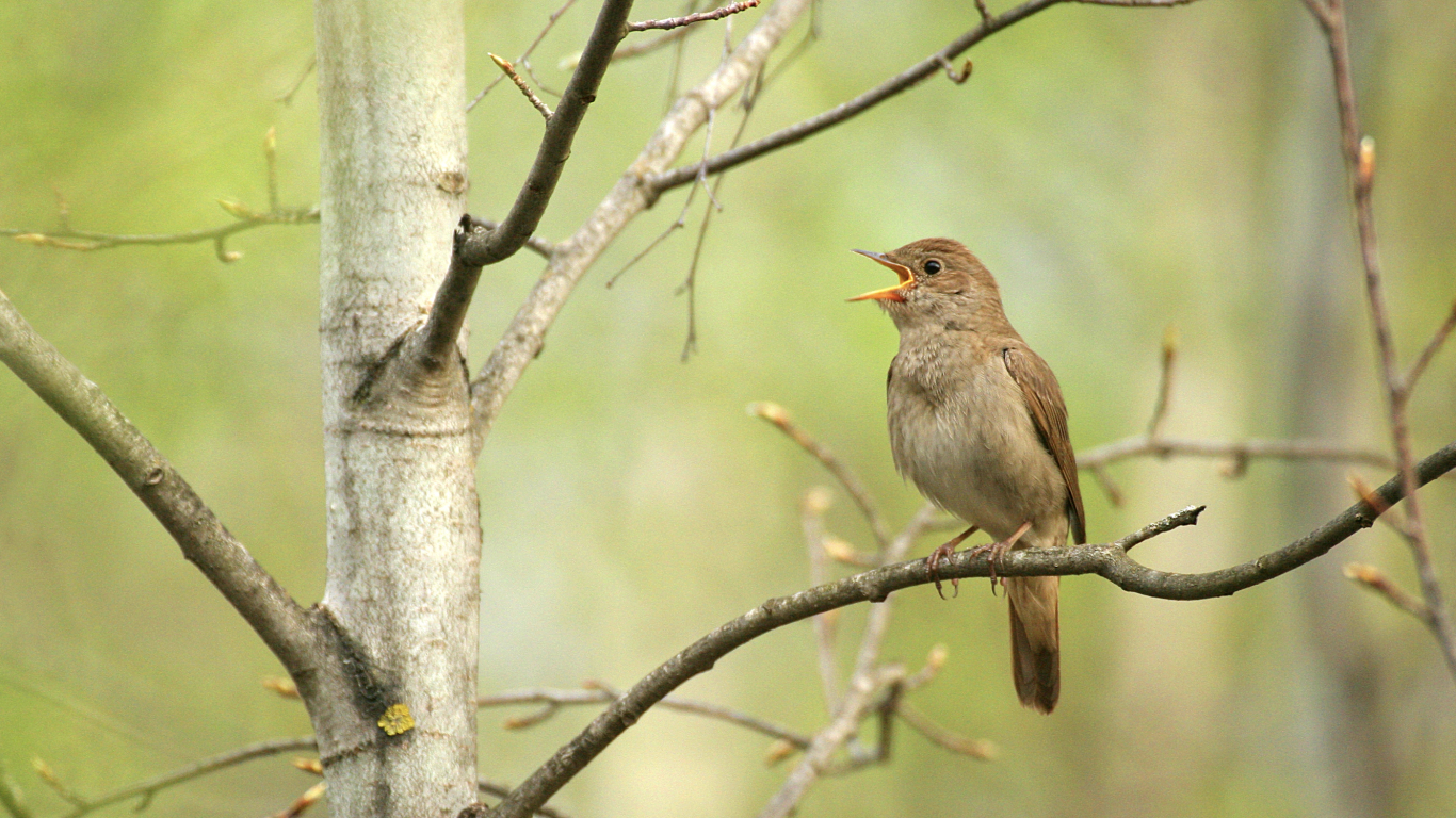 Noskaidrots gada kukainis, putns un augs — Santa