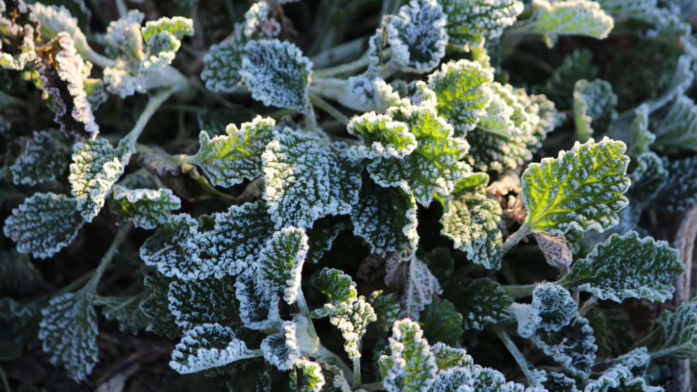 Dārza darbi februārī: sakņu dārzs — Santa