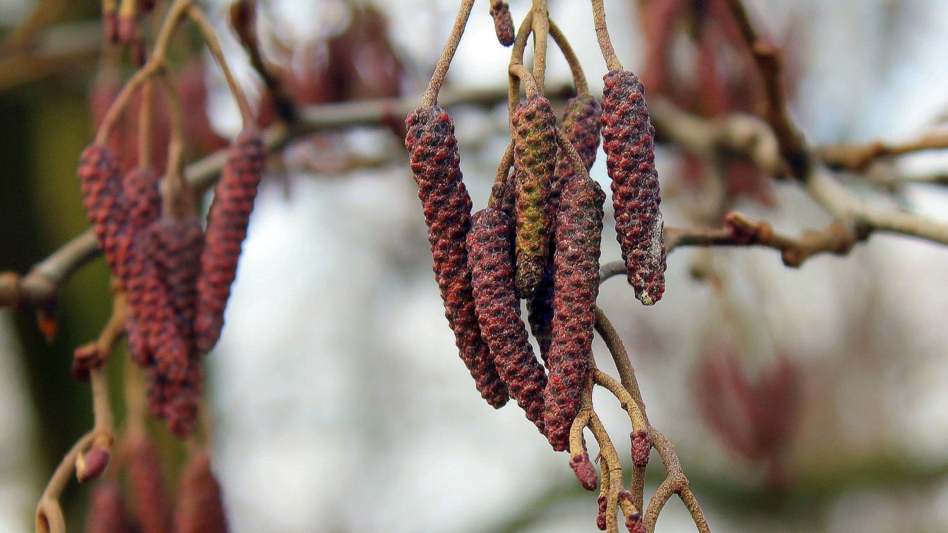 Dārza darbi februārī: koki un krūmi — Santa