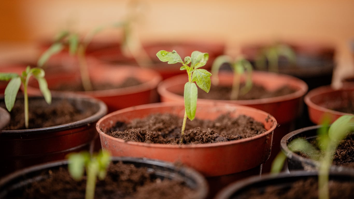 Dārza darbi martā: sakņu dārzs — Santa