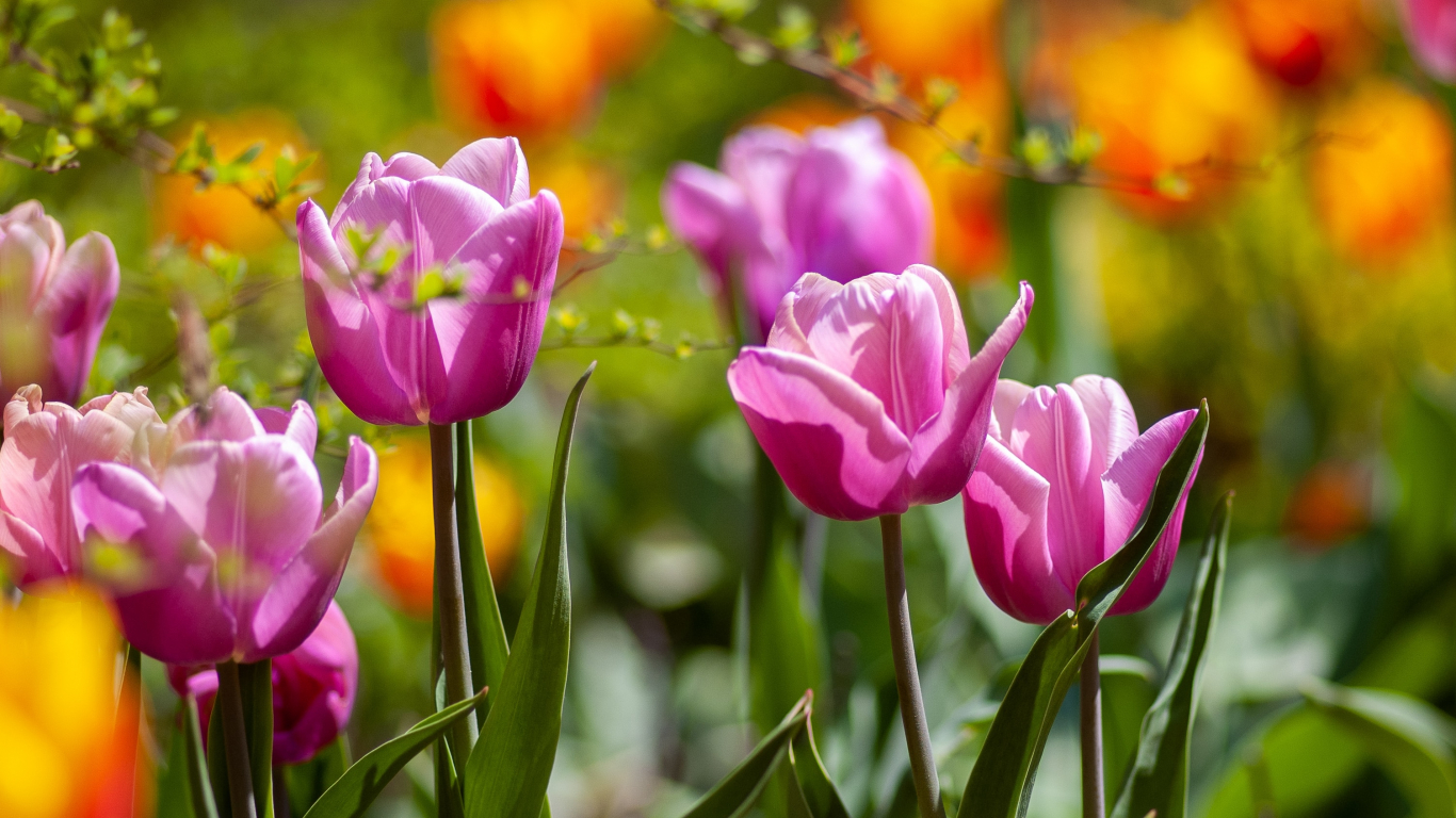 Dārza darbi maijā: puķu dārzs — Santa