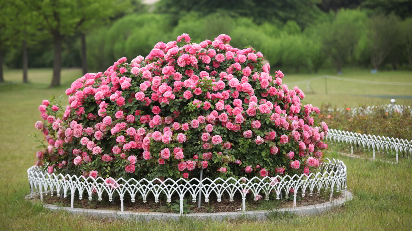 Ziedošās kupenas – parka rozes un krūmrozes — Santa