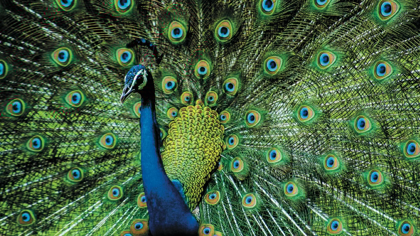 Kas tu esi pēc dzīvnieku horoskopa? — Santa