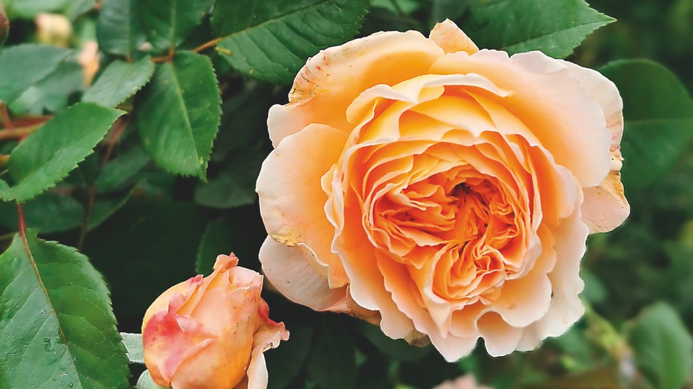 Liene Cipule iesaka 8 rozes iesācējiem — Santa