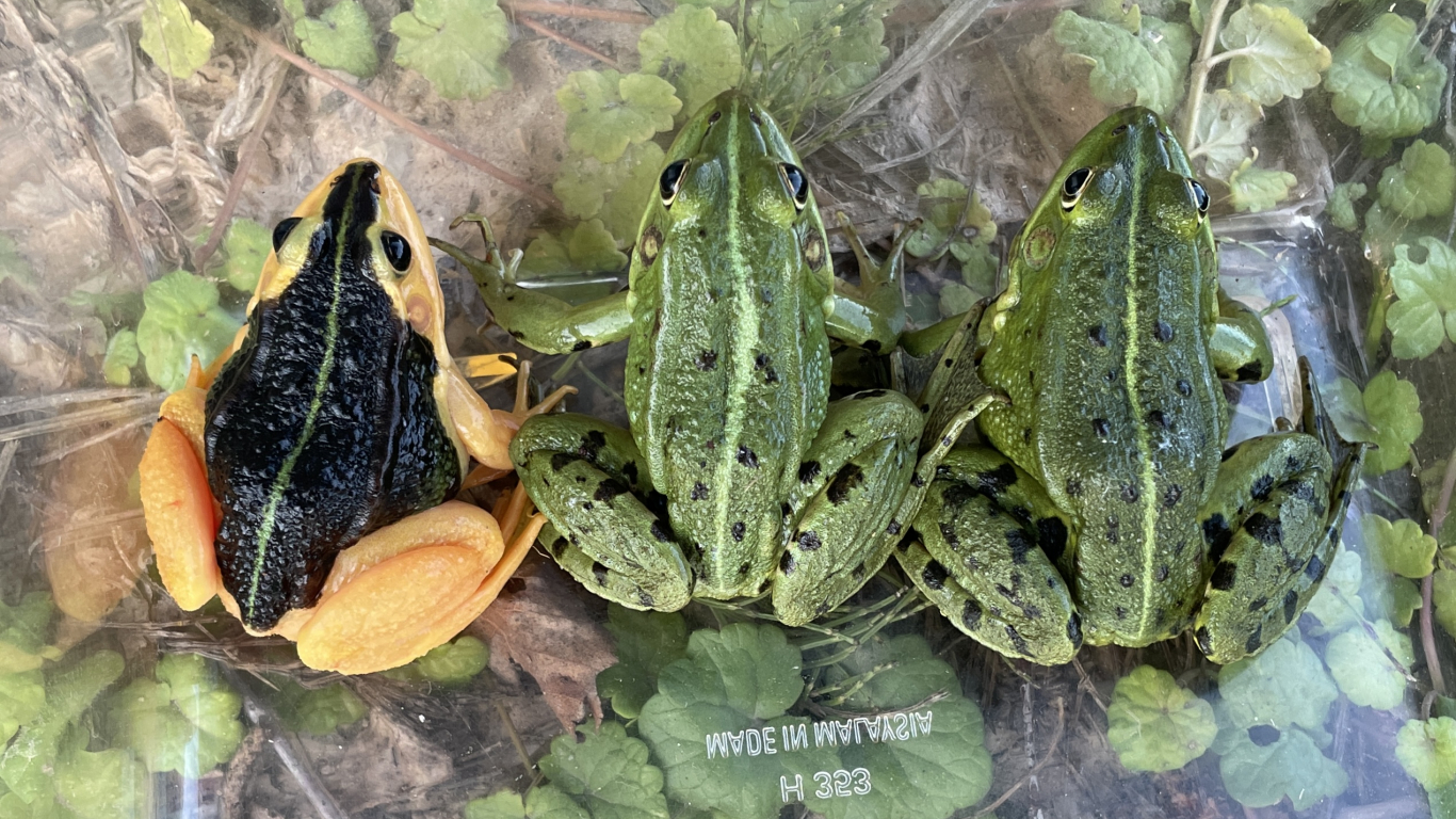 FOTO: Rīgas Zoodārzā nonākusi Gulbenē atrasta zaļā varde… oranži melnā ...