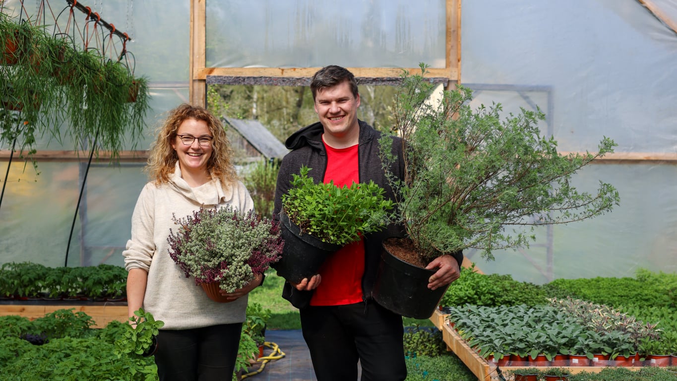 Kolas krūms, olīvzāle un ananasu salvija. Ciemos pie garšaugu ...