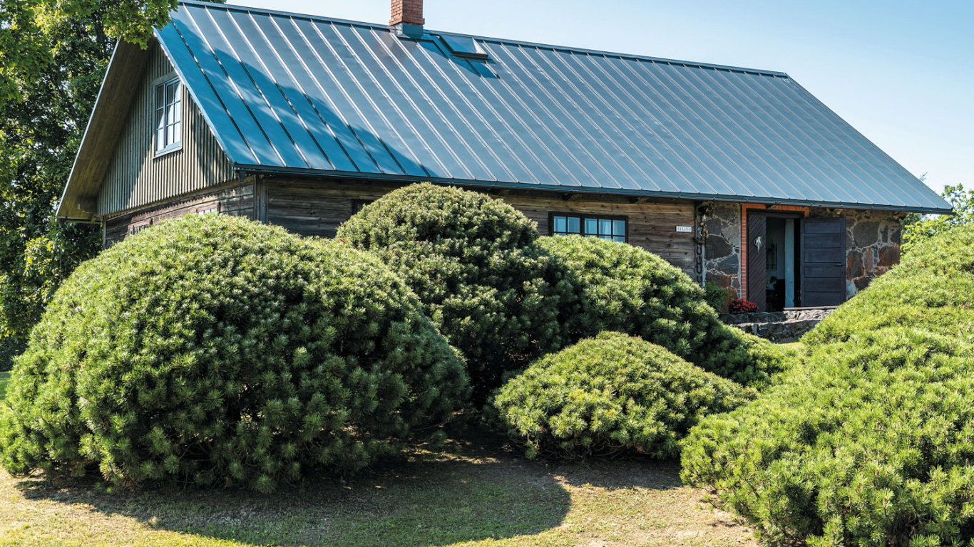 Priedes formēšana. Cik bieži un daudz griezt? — Santa