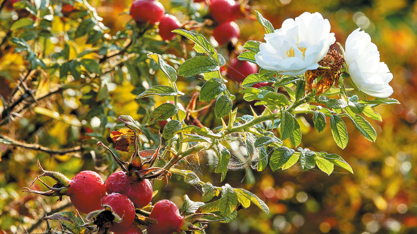 FOTO: 7 parka rozes ar skaistiem augļiem dārza košumam rudenī un ziemā ...
