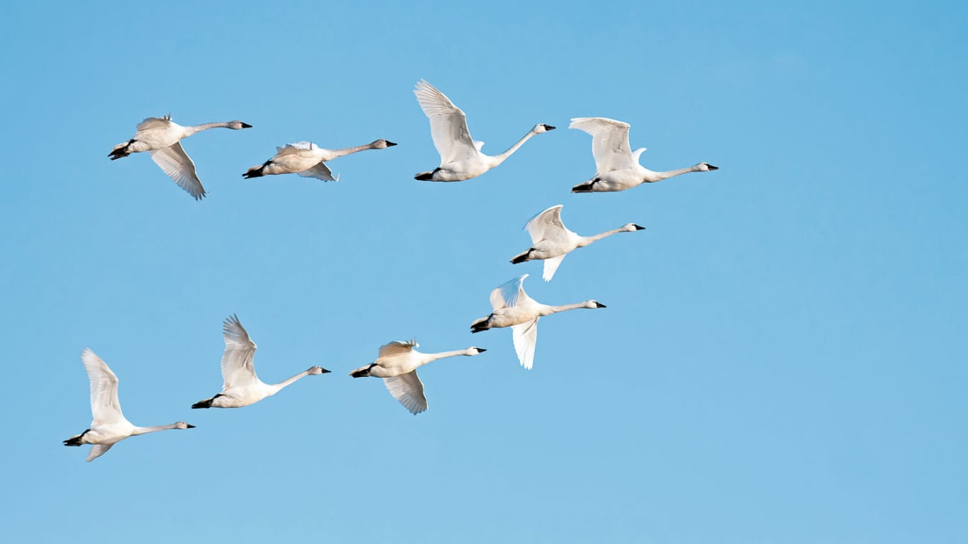 Kāpēc putni lido uz siltajām zemēm? — Santa