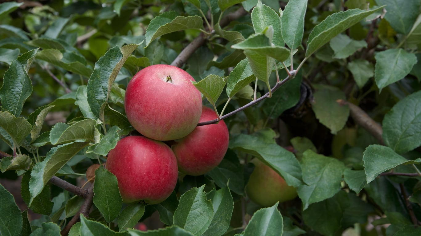 Dārza darbi septembrī: Augļu dārzs — Santa