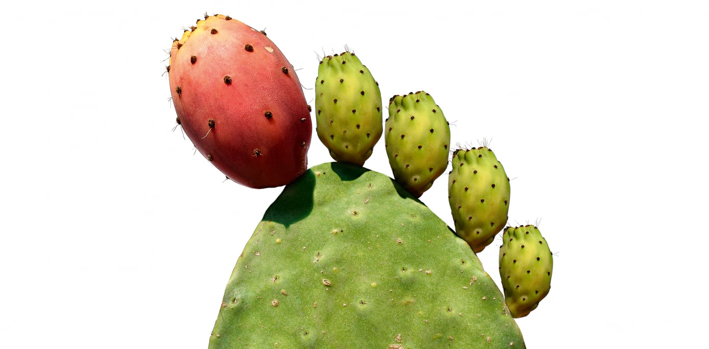 Johaidī, podagra ir klāt! — Santa