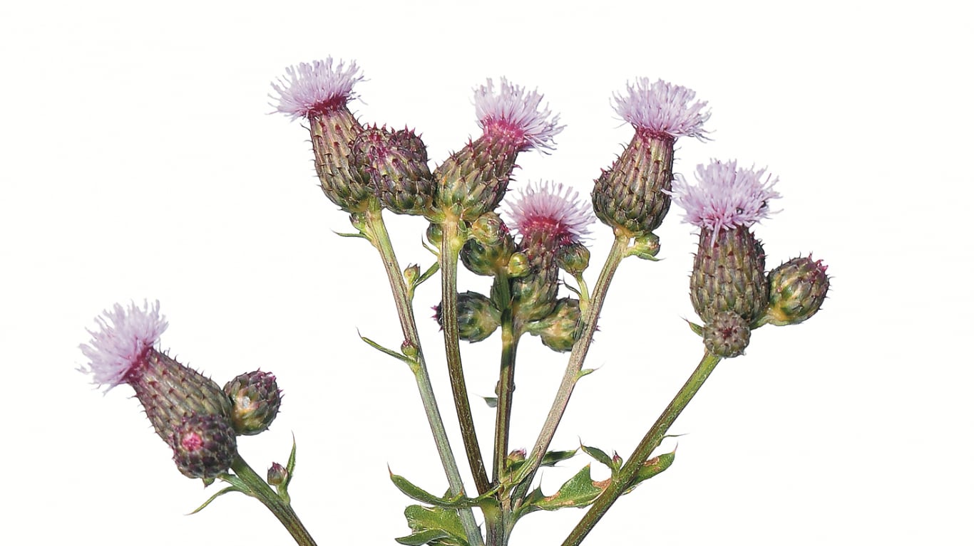 Nezāle zem lupas: Tīruma usne — Santa