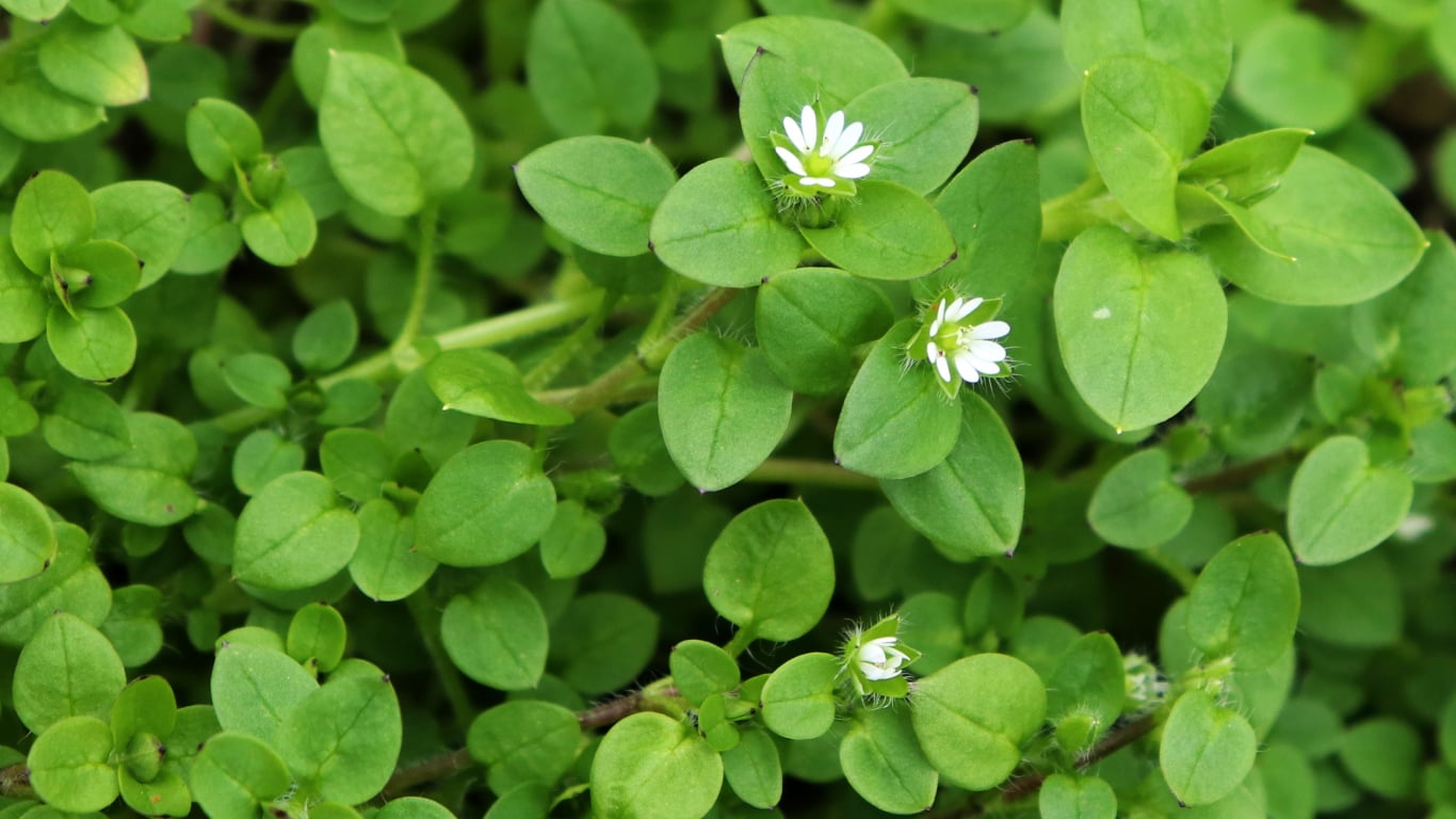 Dieva dāvana, ne nezāle. Parastā virza — Santa