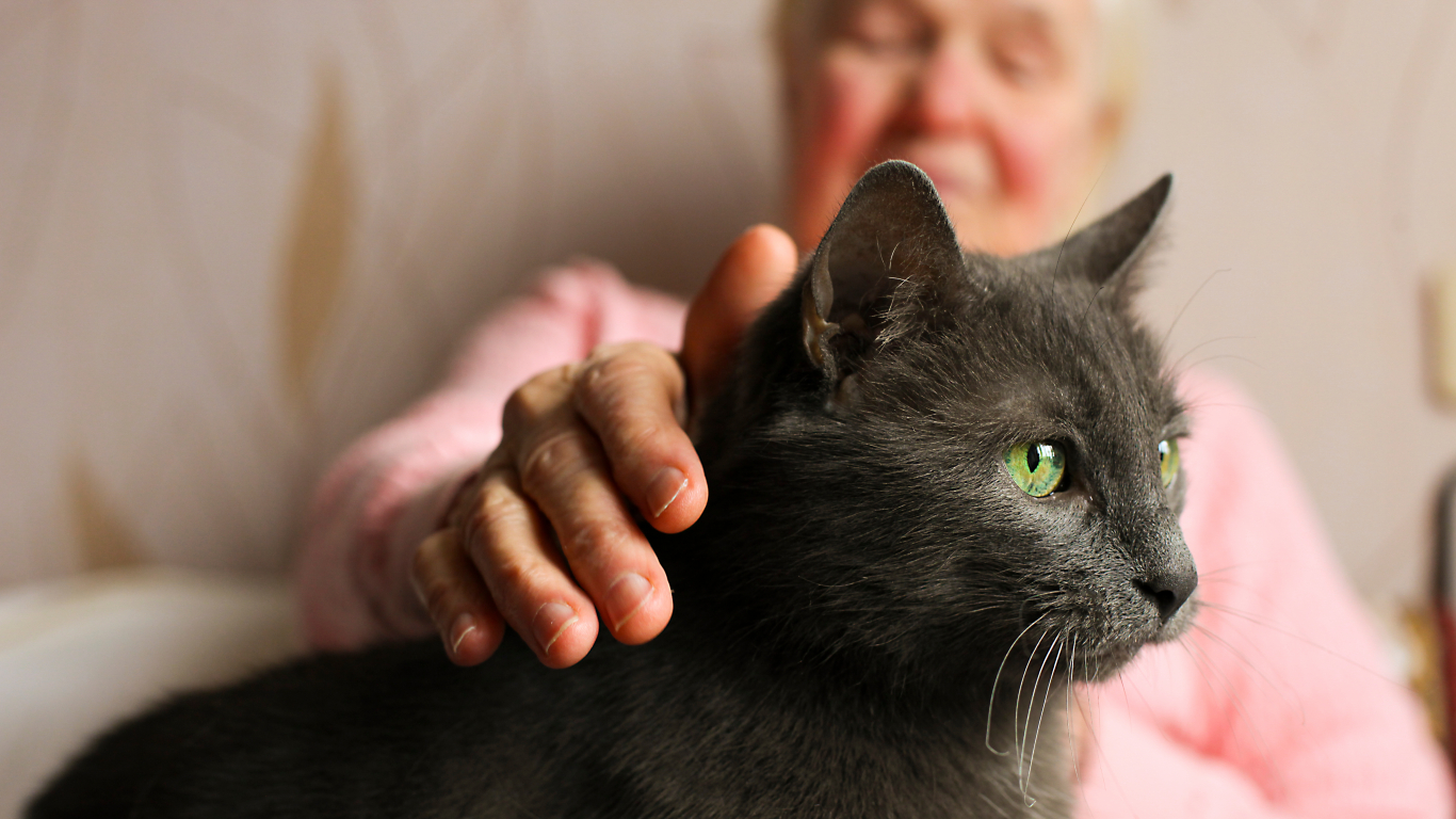 Kuri kaķi ir labākie «ārsti»? — Santa