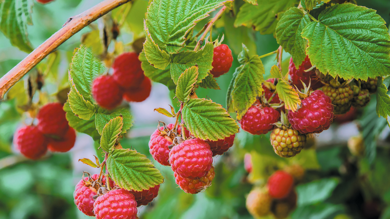 7 saldas rudens aveņu šķirnes — Santa