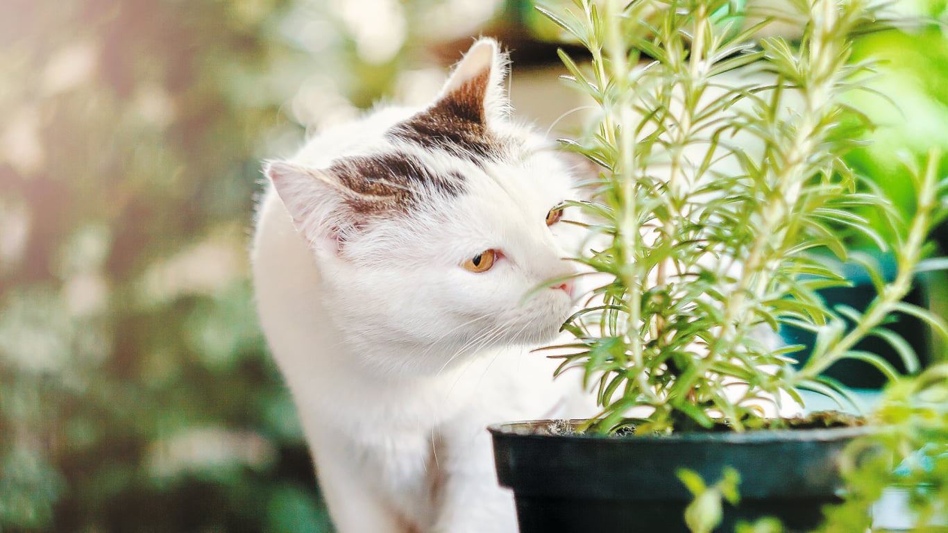 Kuri garšaugi ir bīstami kaķa veselībai? — Santa