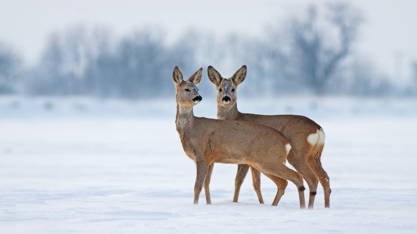 Par 2024. gada dzīvnieku pasludināta stirna — Santa