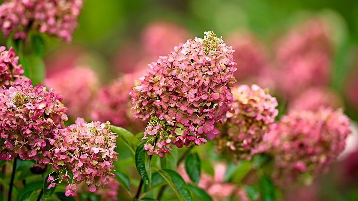 Septembra darbi košumdārzā. Ko tagad ieteicams stādīt un ko darīt ar dzīvžogiem? — Santa