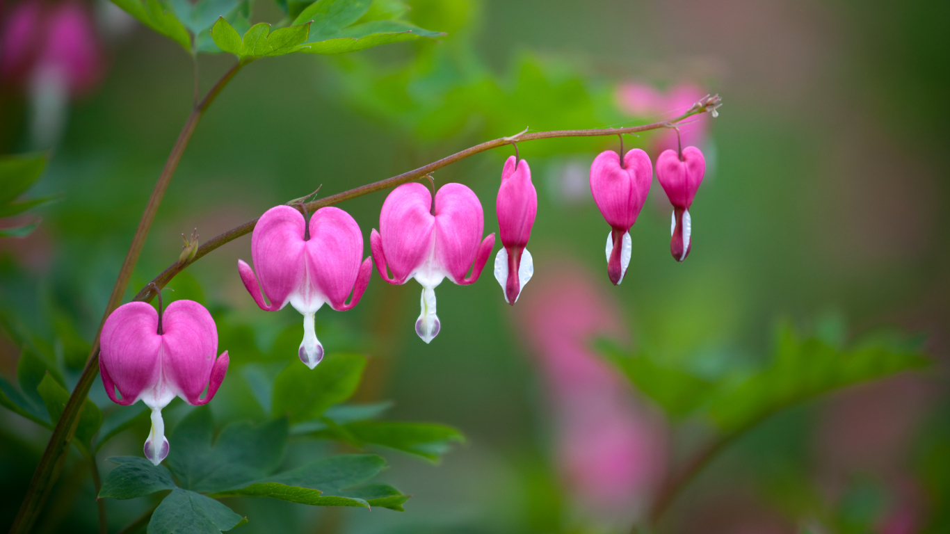 TESTS: Kā sauc šīs sirdspuķītes – augus sirds formā? — Santa