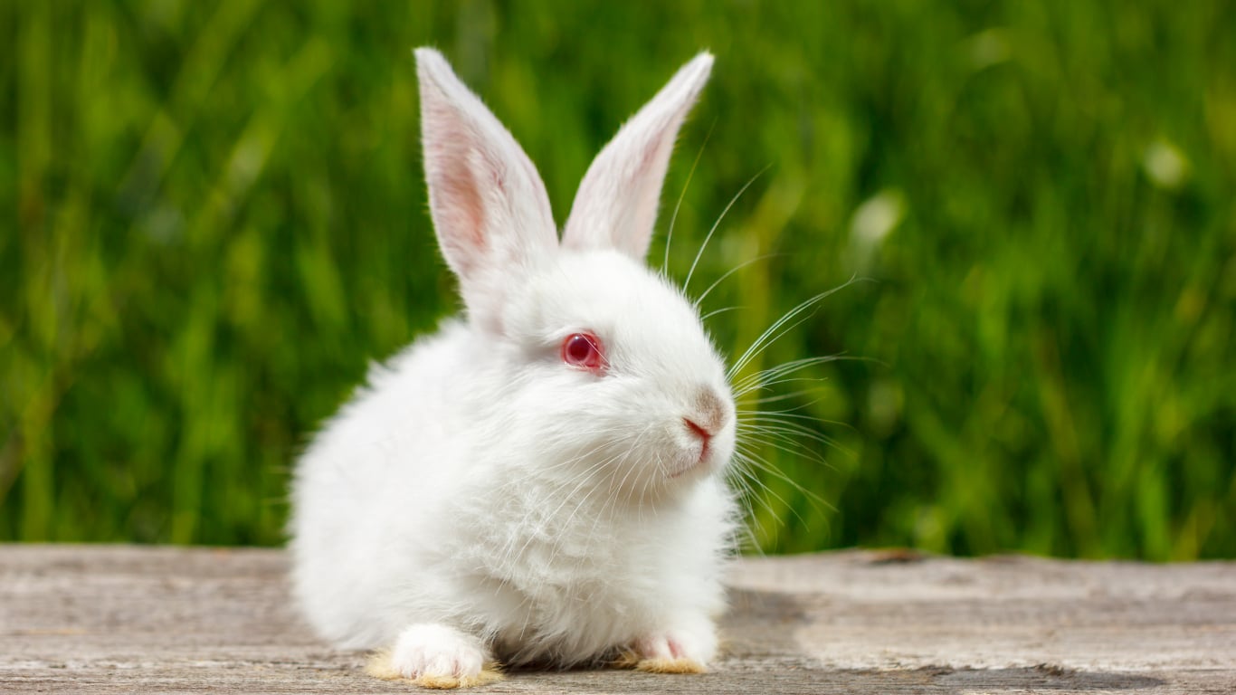 Acis sarkanas kā trusim! Kā uzveikt konjunktivītu? — Santa