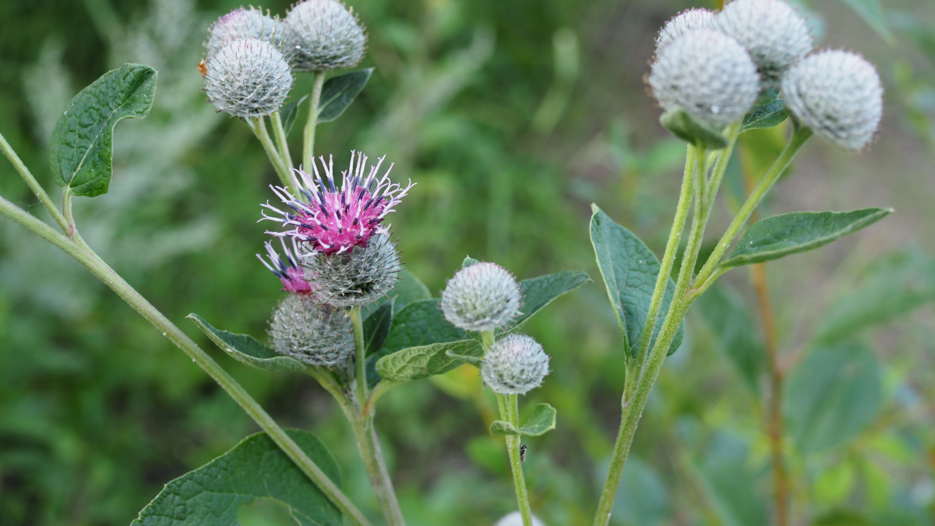 TESTS: Kurš pļavas augs tu esi: madara, āboliņš vai dadzis? — Santa
