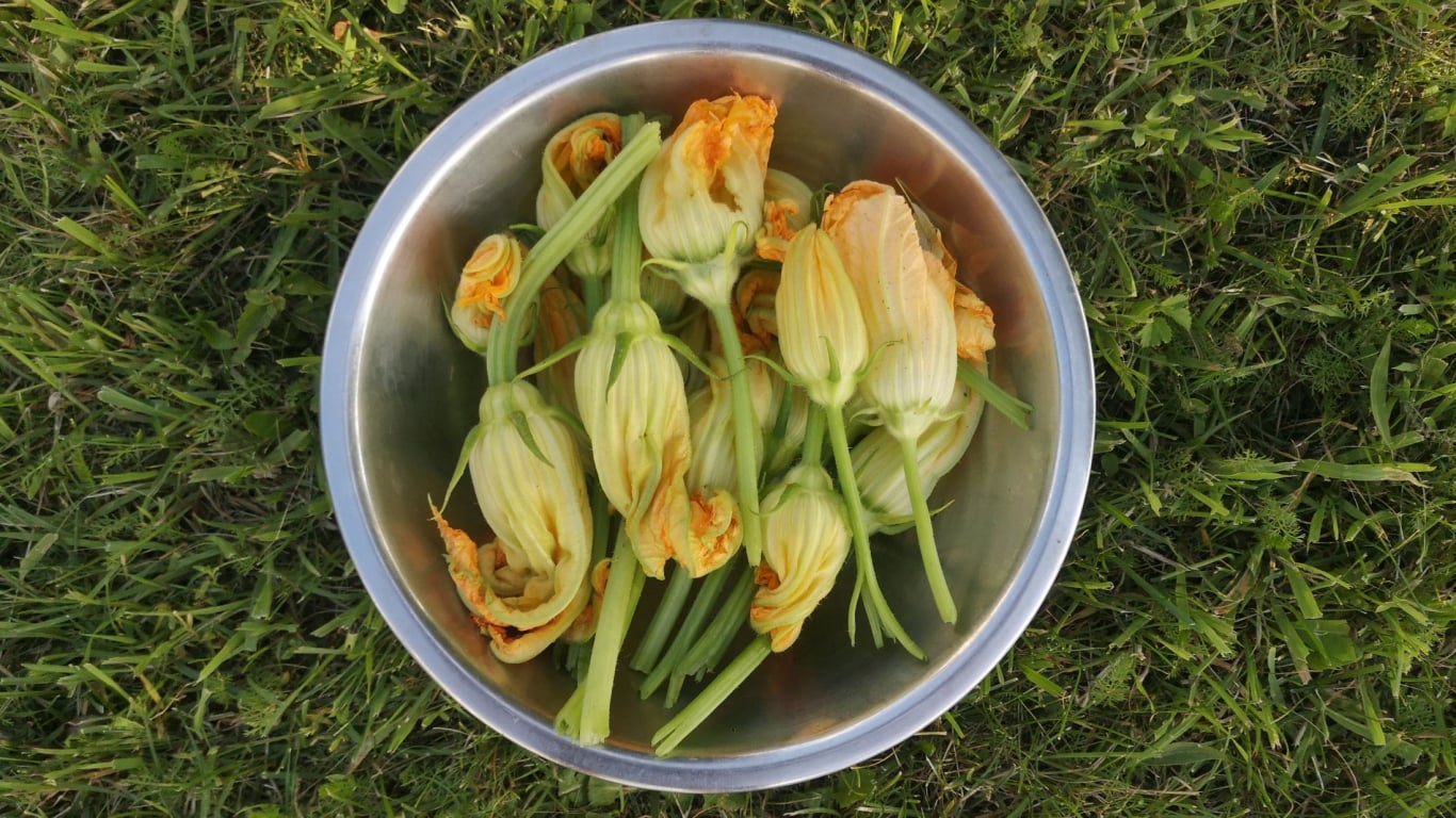 Vai esi ēdis ceptus kabaču ziedus? Izmēģini šo vienkāršo itāļu virtuves ...