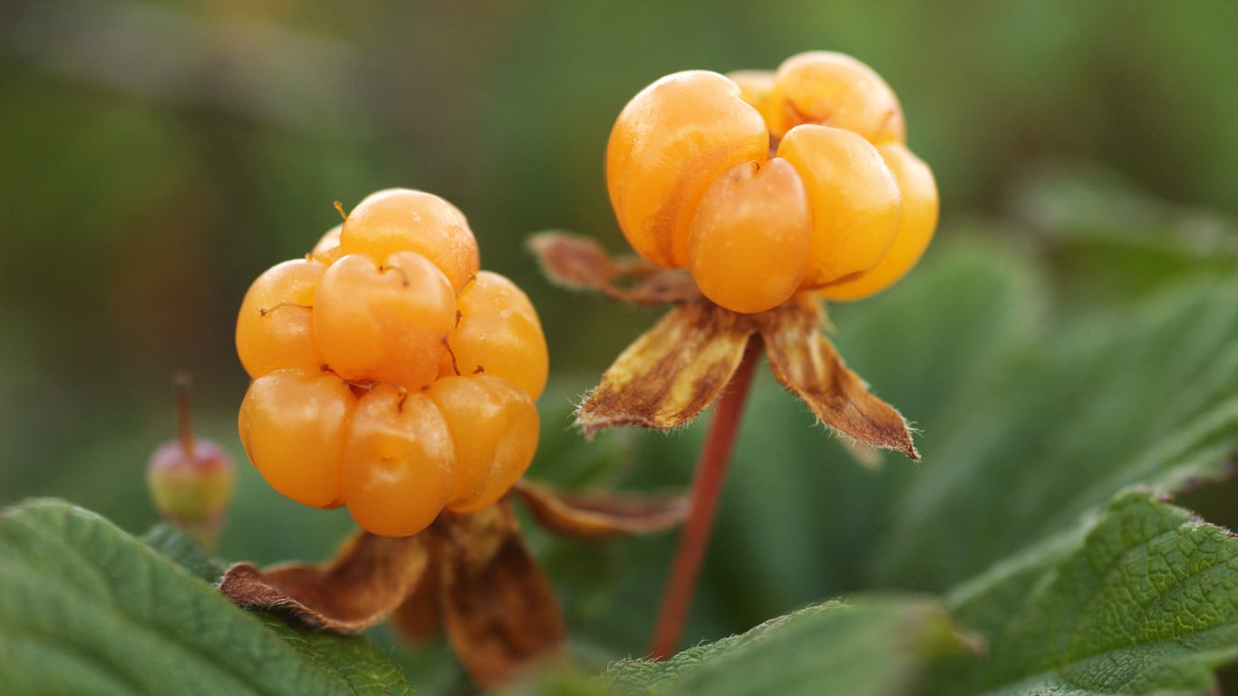 7 padomi, kā ieaudzēt dārzā gardās meža lācenes — Santa