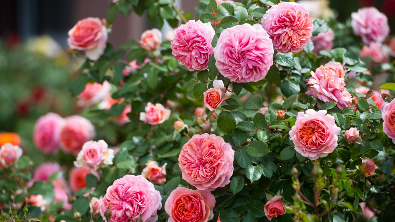 Kas tagad jādara ar rozēm un rododendriem? Jūlija darbi košumdārzā — Santa