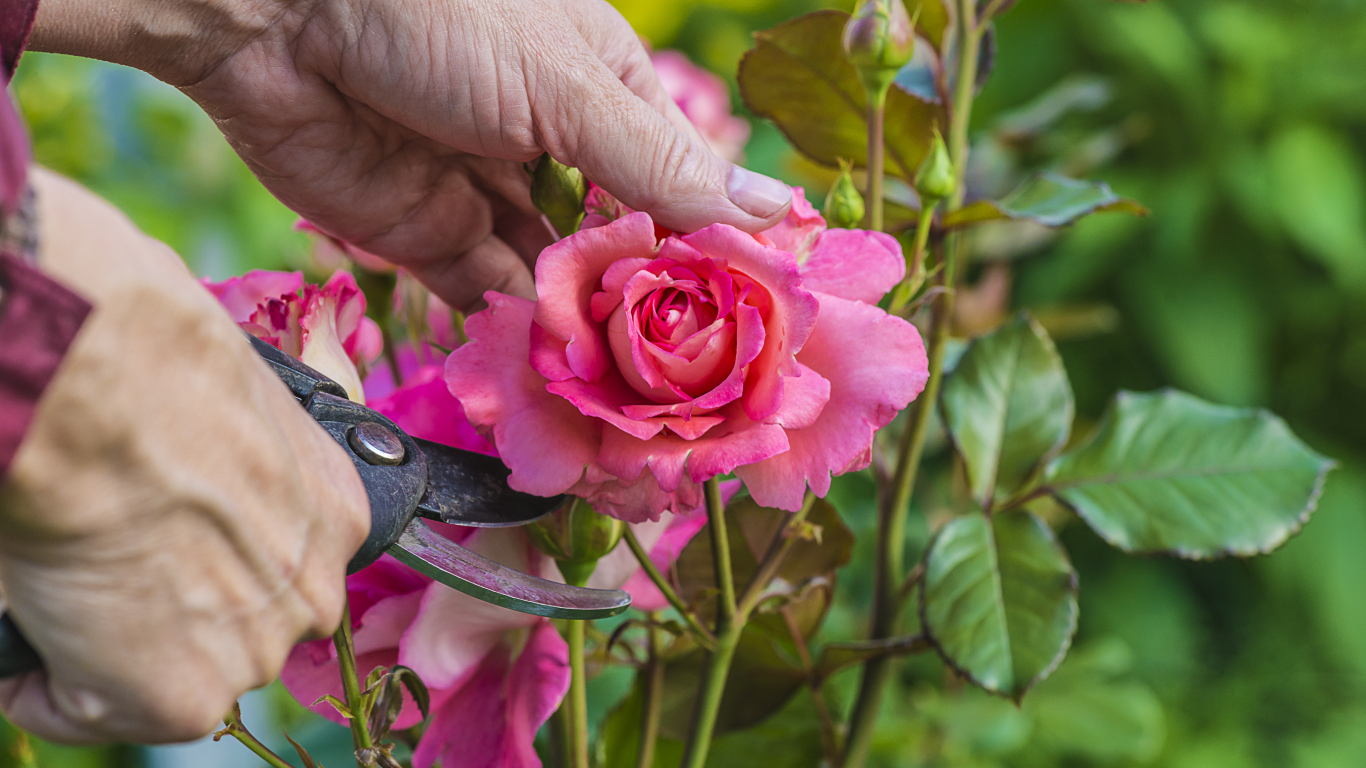 Kā pareizi apgriezt rozes pēc ziedēšanas? — Santa