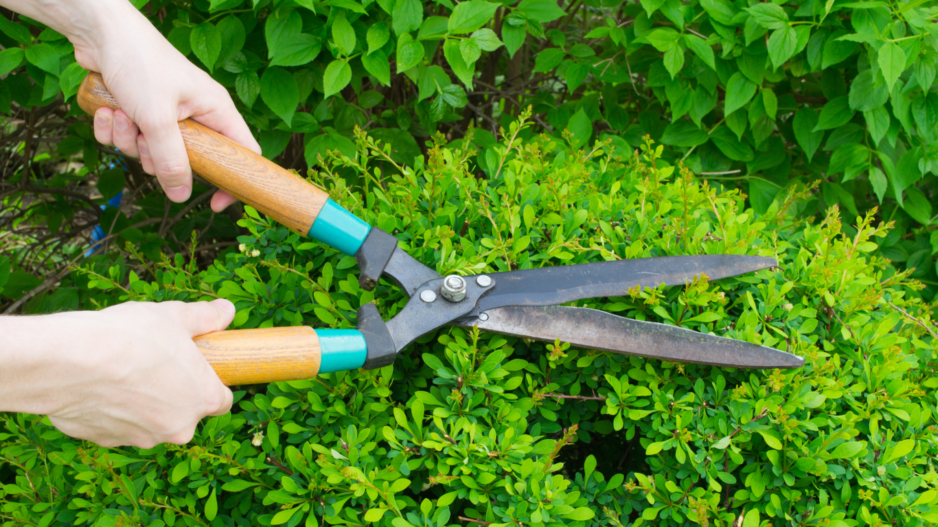 Augusta darbi košumdārzā: parūpējies par rododendriem un dzīvžoga augiem! — Santa