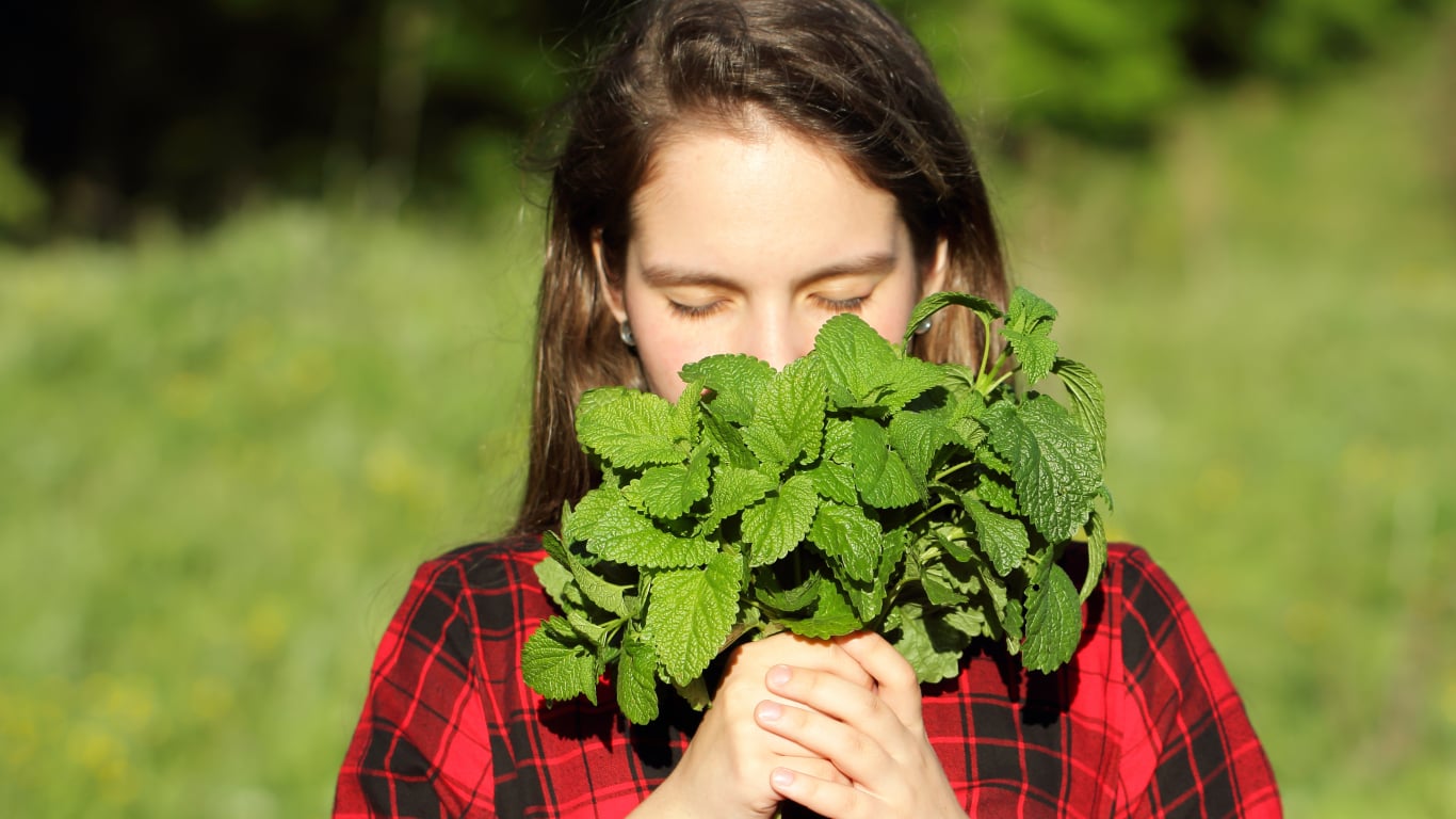 Raudene palīdz pret 99 kaitēm, citronmētra – veselai sirdij un stipriem ...