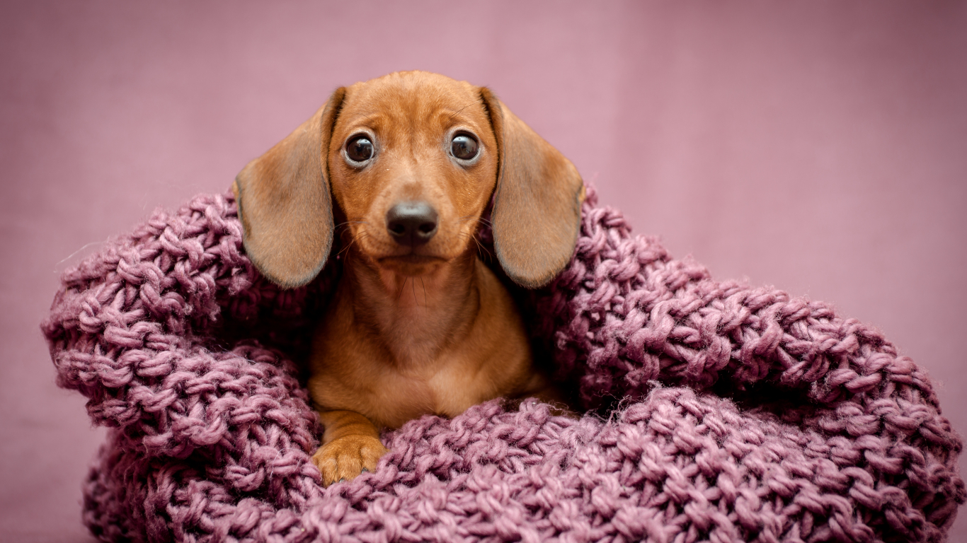 TESTS: Pārbaudi, vai esi suņu eksperts! Vai šokolāde suņiem ir indīga ...