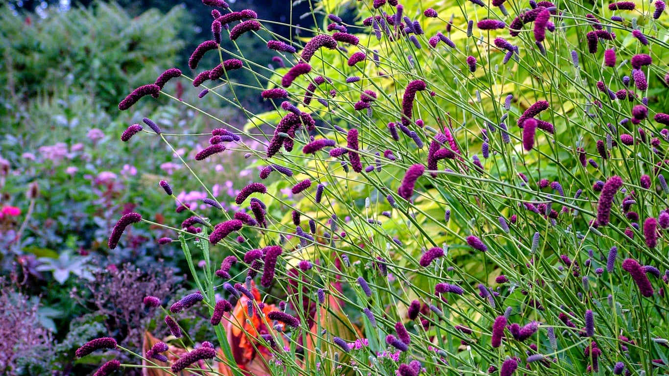 Kas tagad darāms ar peonijām, sīpolpuķēm un ziemcietēm? Puķu dārza darbi septembrī — Santa