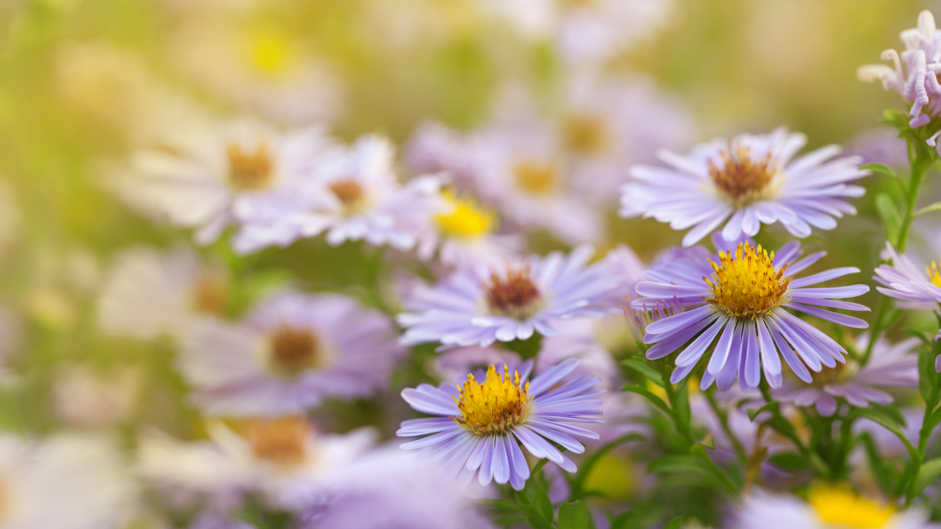 Ziedu horoskops oktobrī dzimušajiem. Ko ziedi stāsta par tavu raksturu ...