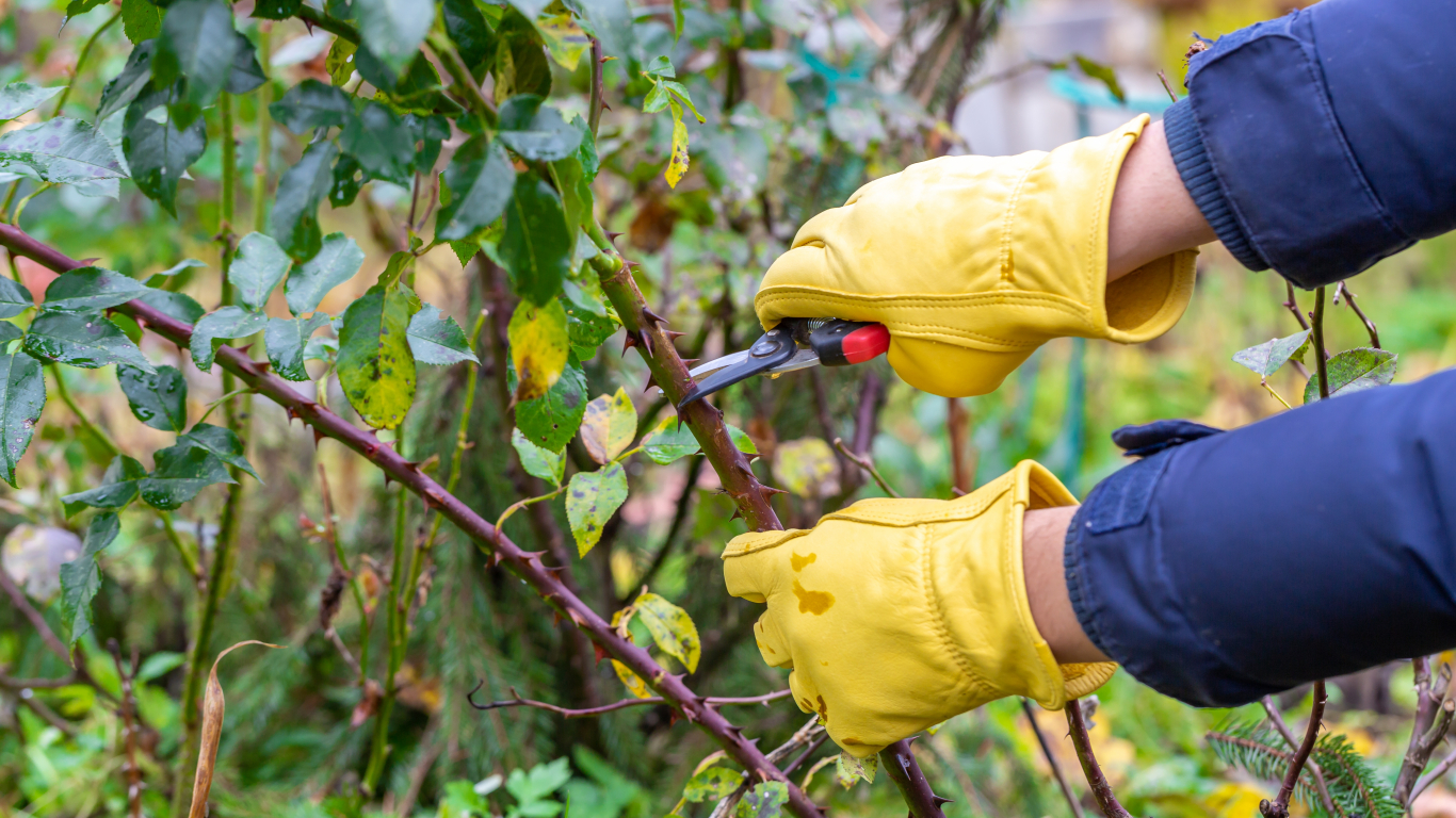 Kas tagad jādara ar rozēm? Novembra darbi puķu dārzā — Santa